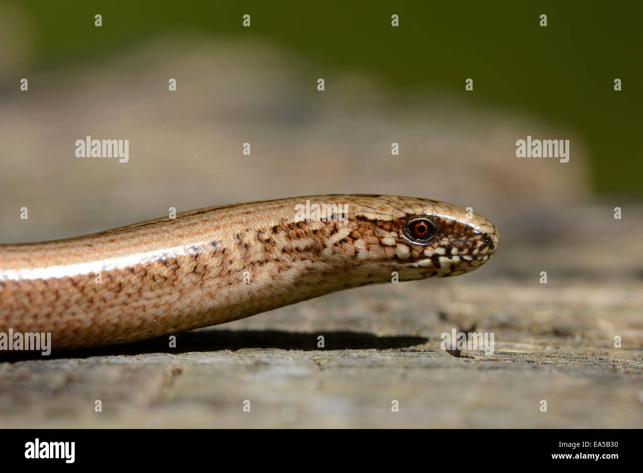 England, Slow Worm, Anguis fragilis Stock Photo - Alamy