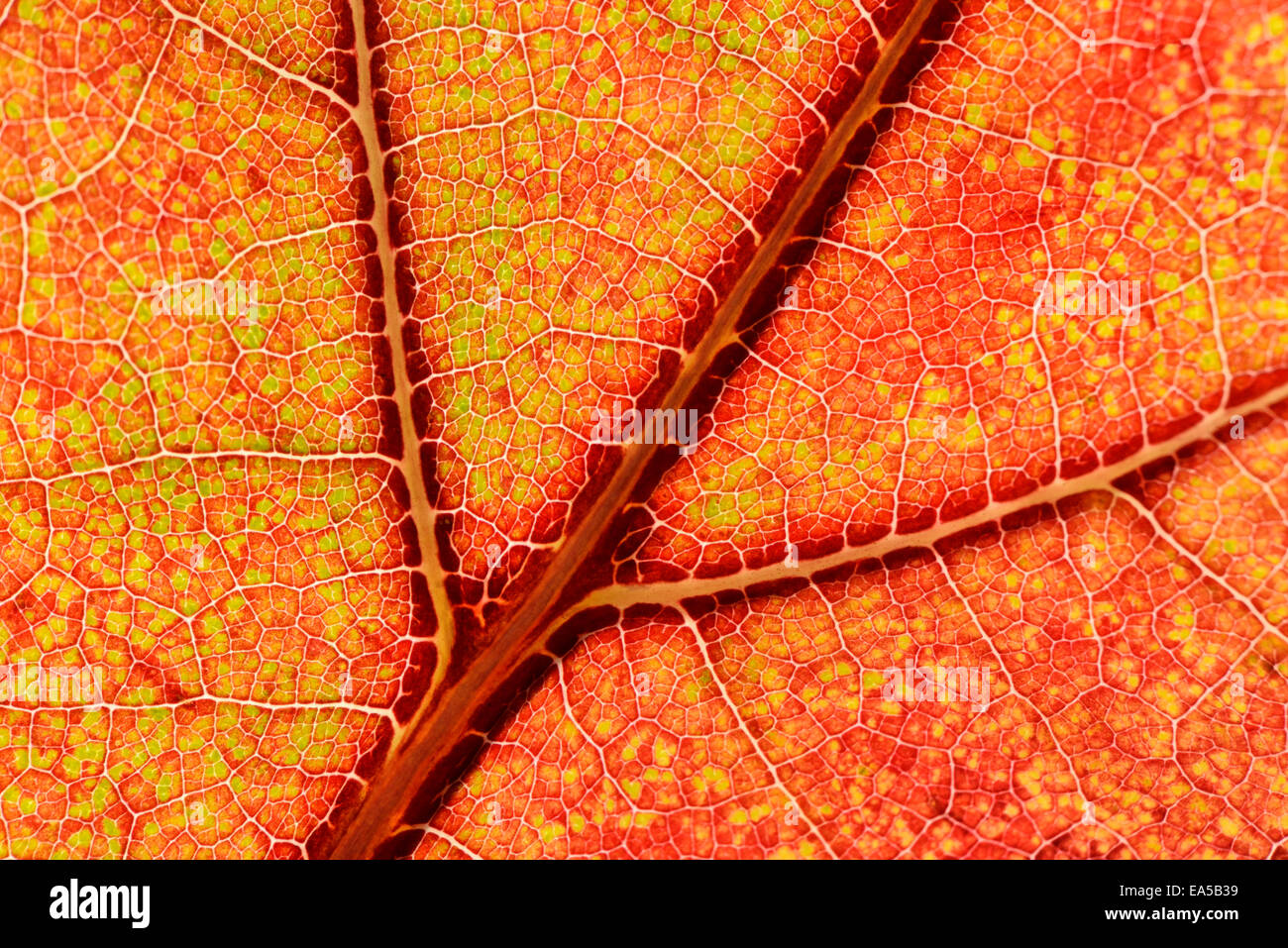 Part of red orange maple leaf Stock Photo - Alamy