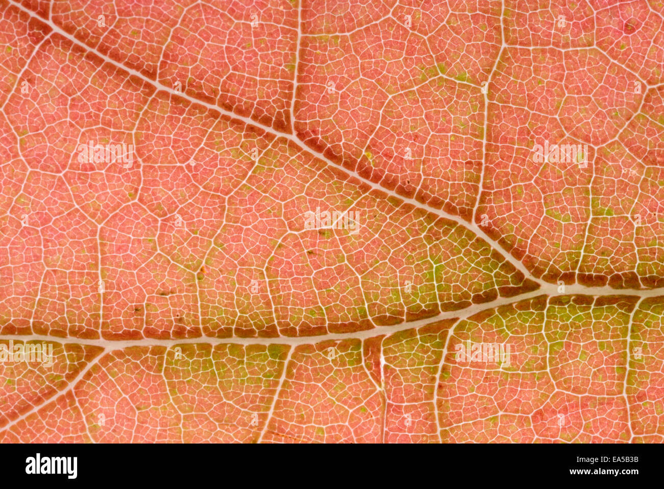 Part of maple leaf Stock Photo - Alamy