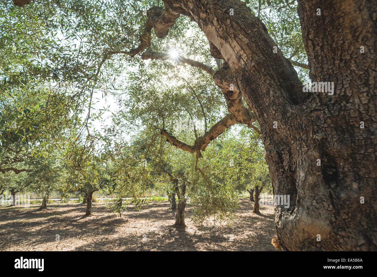 Olive trees and sun rays. Olive plantation Stock Photo - Alamy