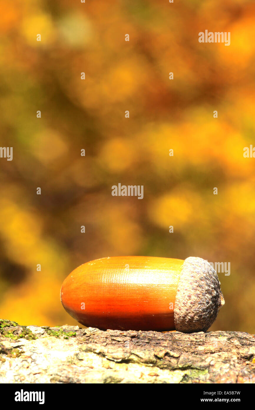 Acorn shape hi-res stock photography and images - Alamy