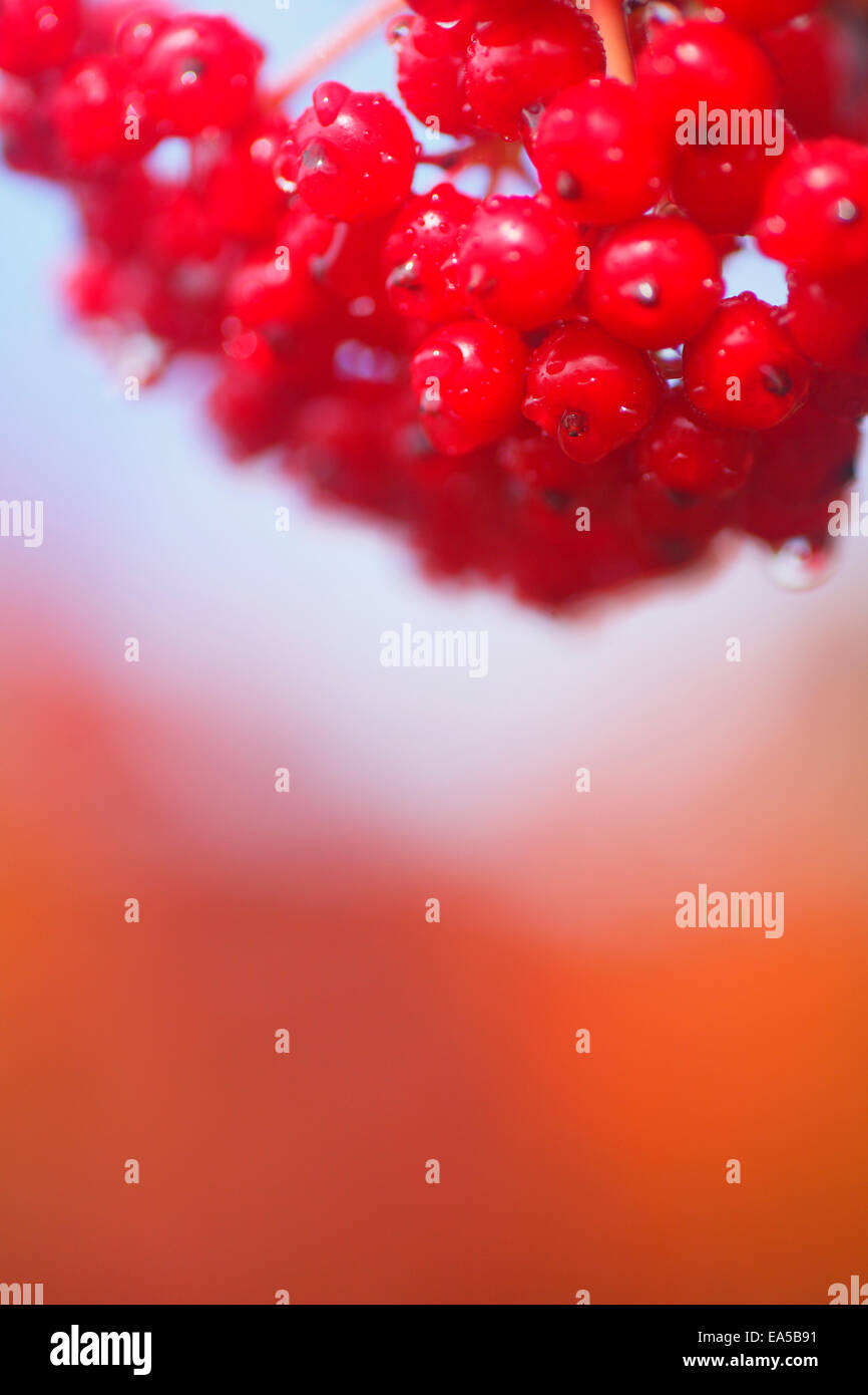 Pale orange berries hi-res stock photography and images - Alamy