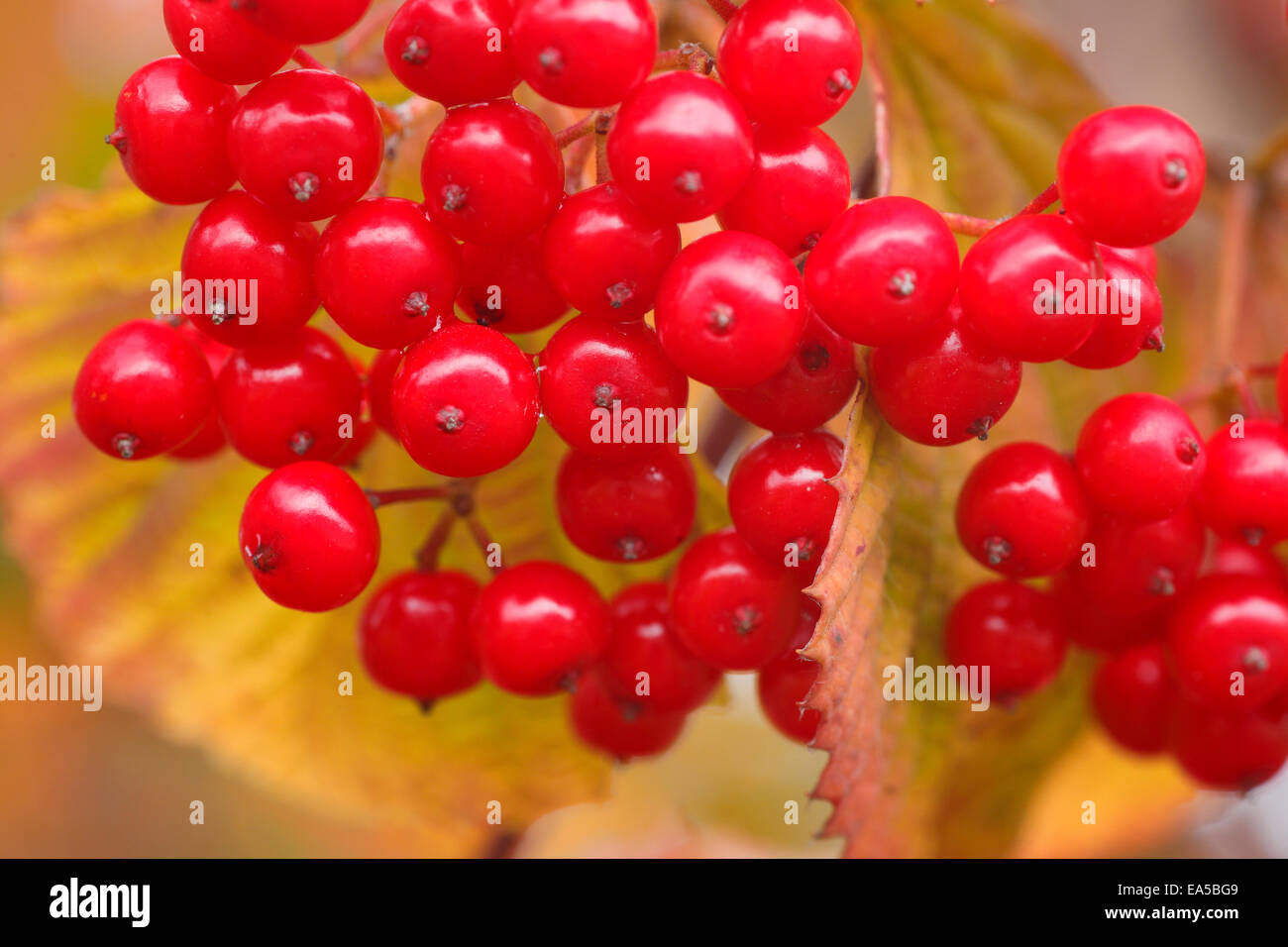 Mass of orange berries hi-res stock photography and images - Alamy