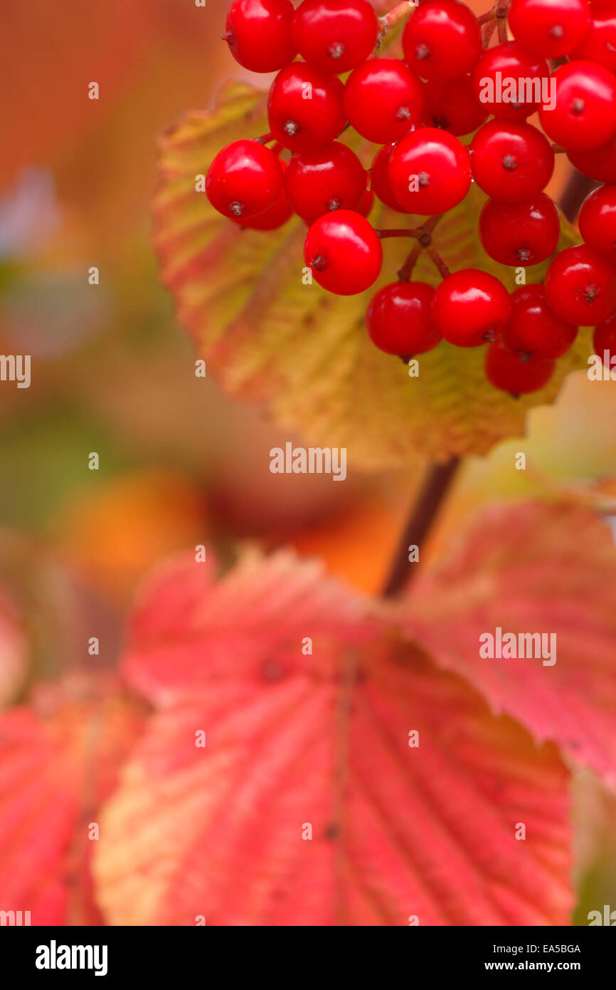 Mass of orange berries hi-res stock photography and images - Alamy