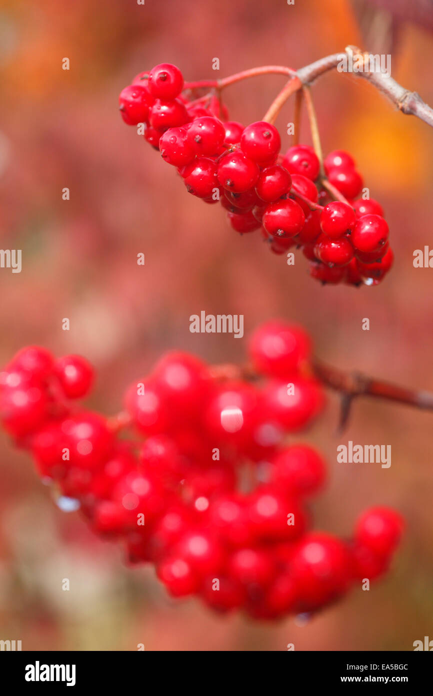 Mass of orange berries hi-res stock photography and images - Alamy