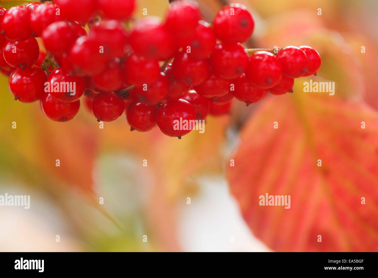 Pale orange berries hi-res stock photography and images - Alamy