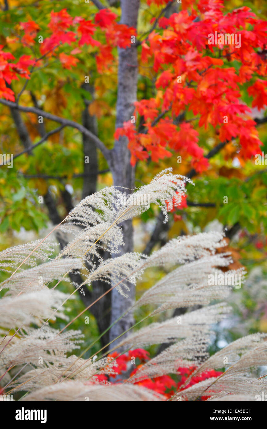 Autumn leaves flutter soft hi-res stock photography and images - Alamy