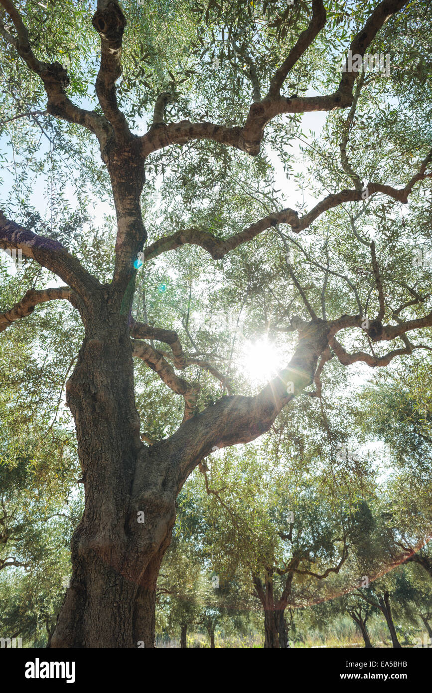 Olive trees and sun rays. Olive plantation Stock Photo - Alamy