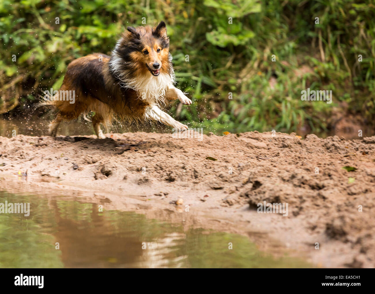 Shetland sheepdog running at a pond hi-res stock photography and images ...