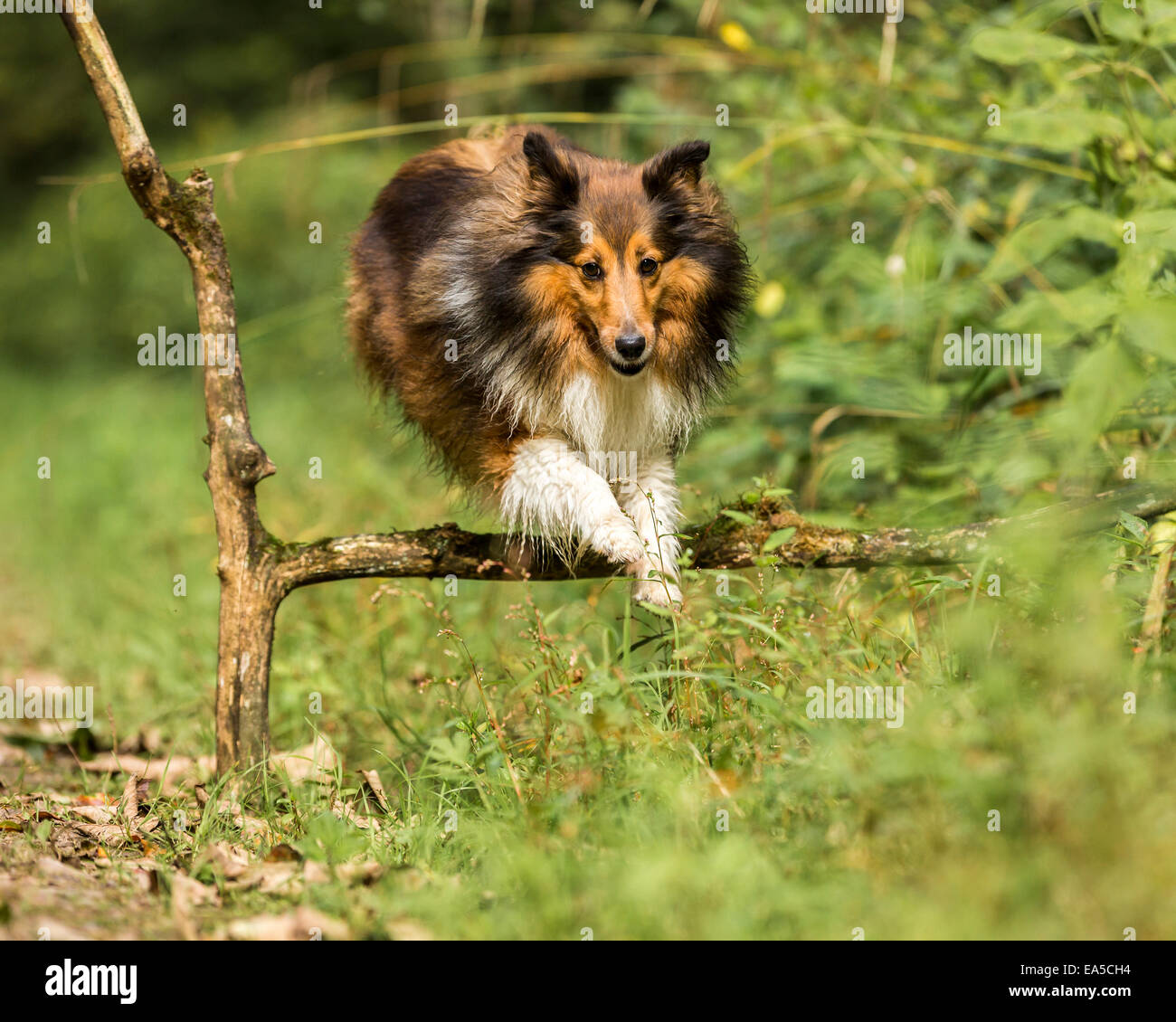 Germany, Shetland Sheepdog jumping over a branch Stock Photo - Alamy