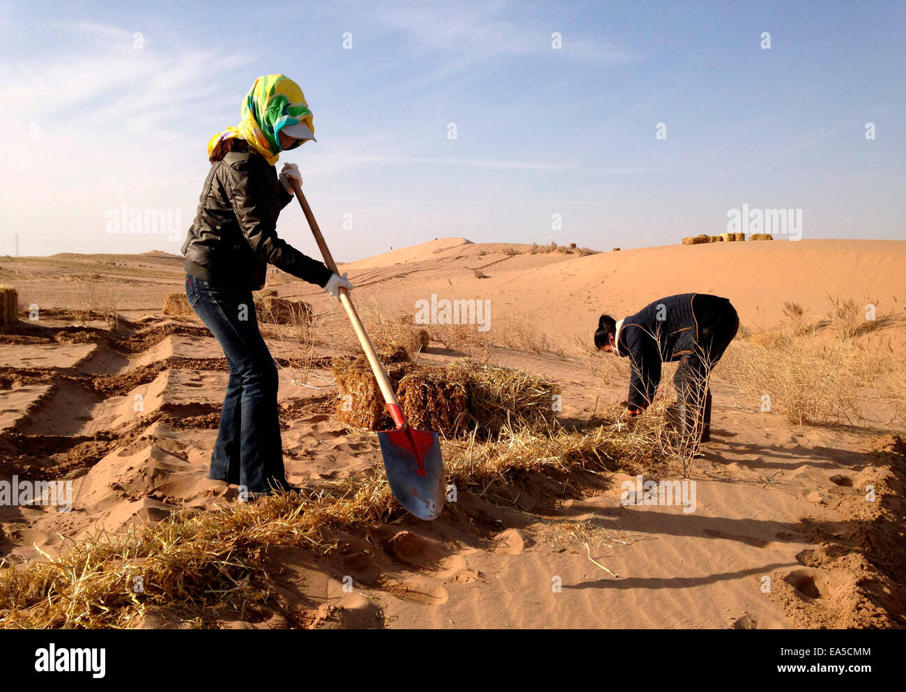 Ten thousands of workers are volunteerly doing the desertification ...