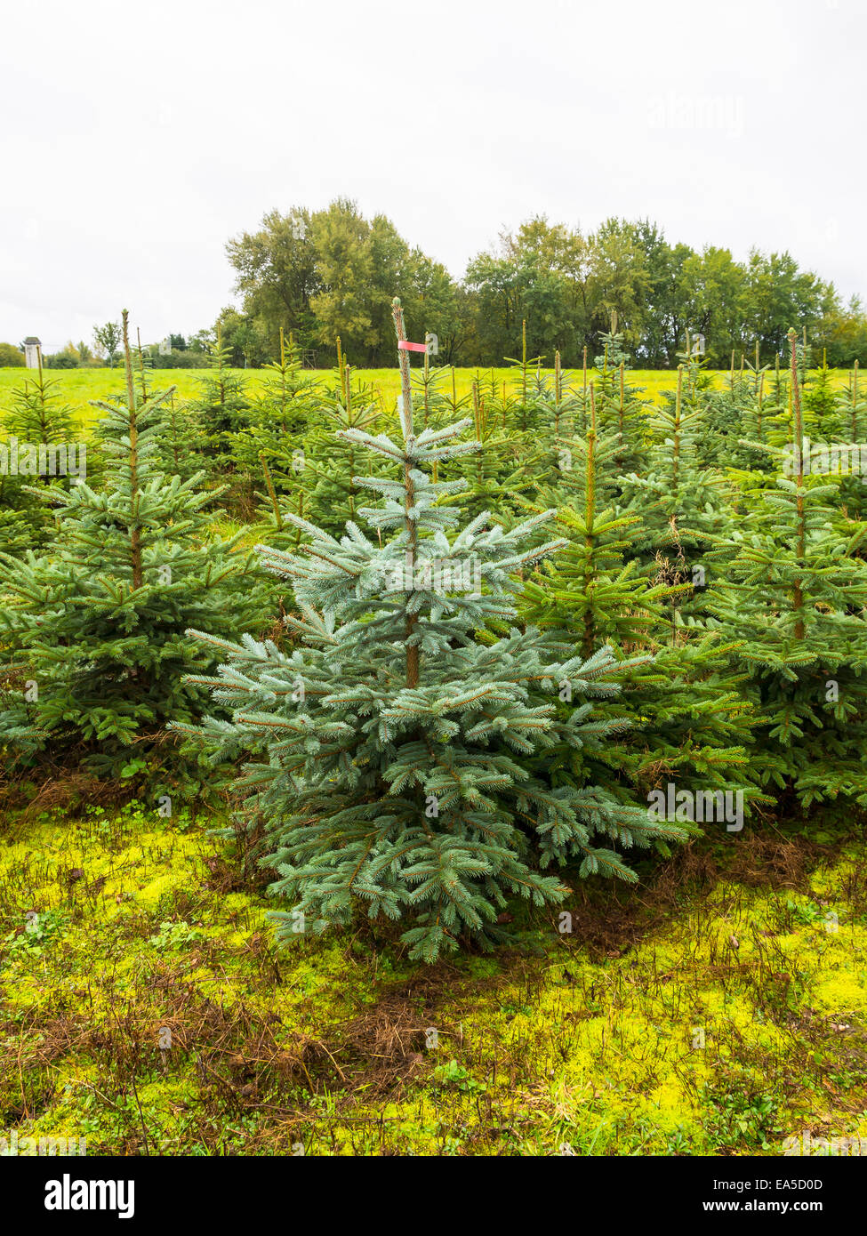 Germany, Hesse, Plantation of christmas trees Stock Photo - Alamy