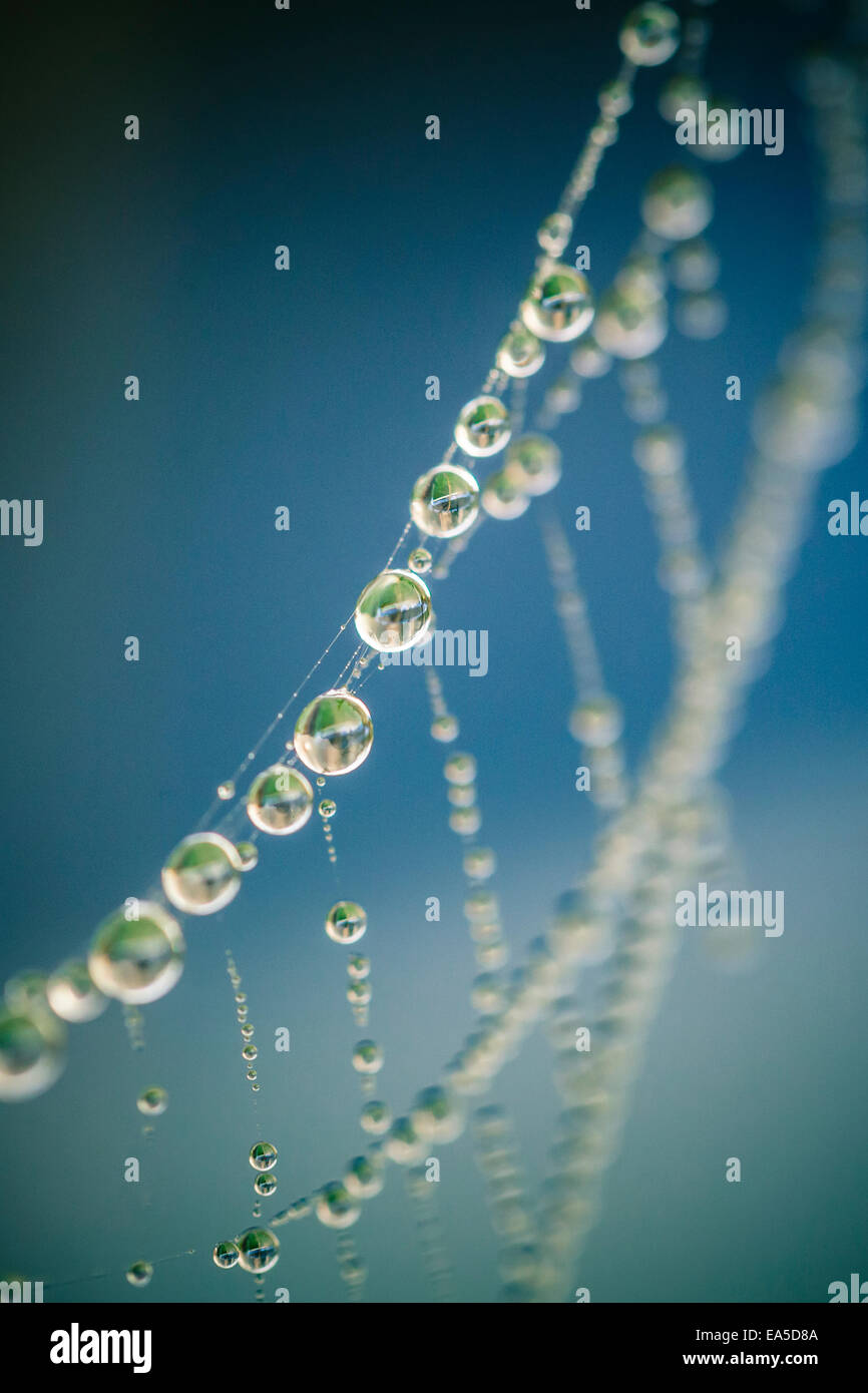 Part of cobweb with morning dew in front of blue background Stock Photo ...