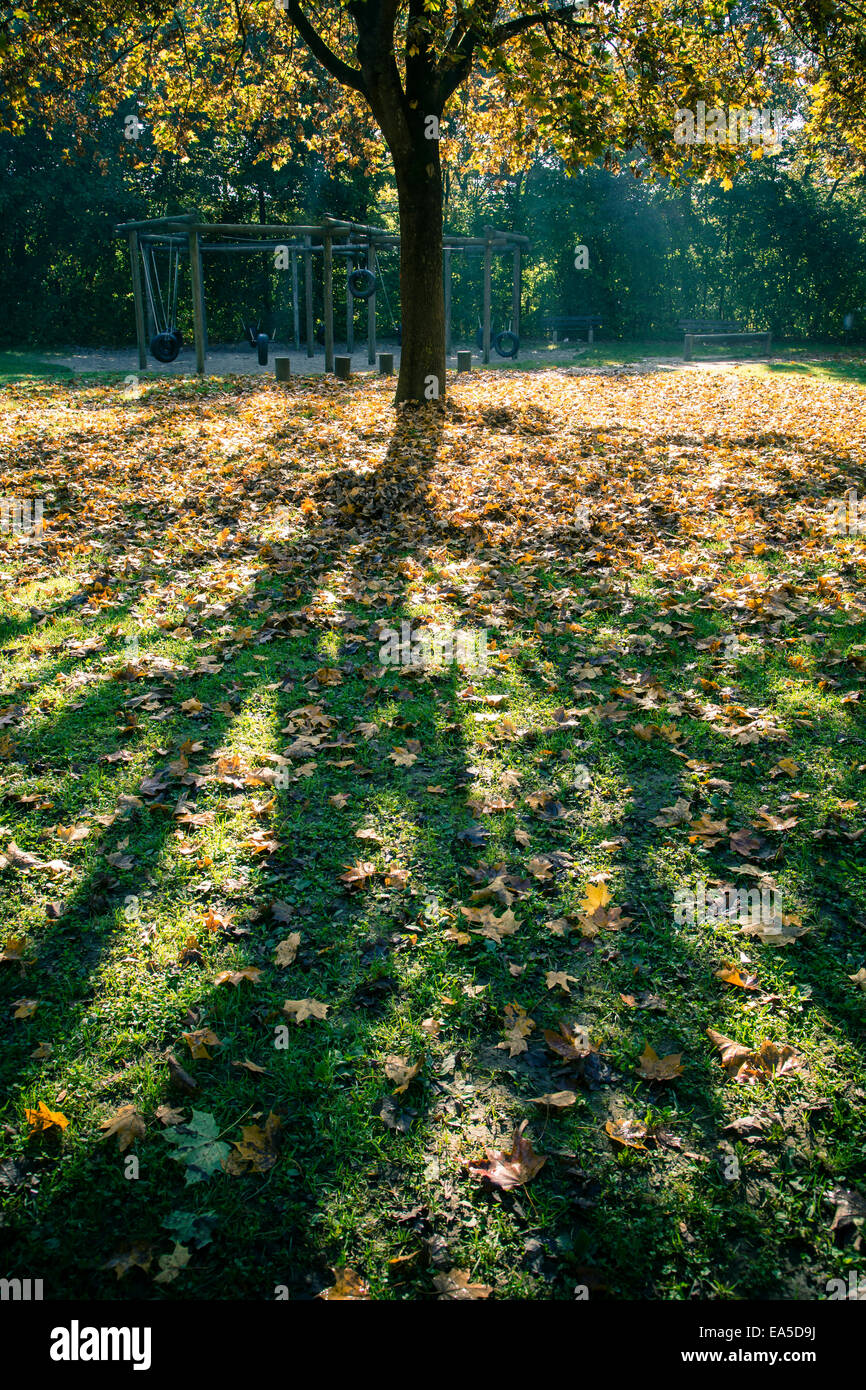 Single tree with autumn leaves on a meadow Stock Photo - Alamy