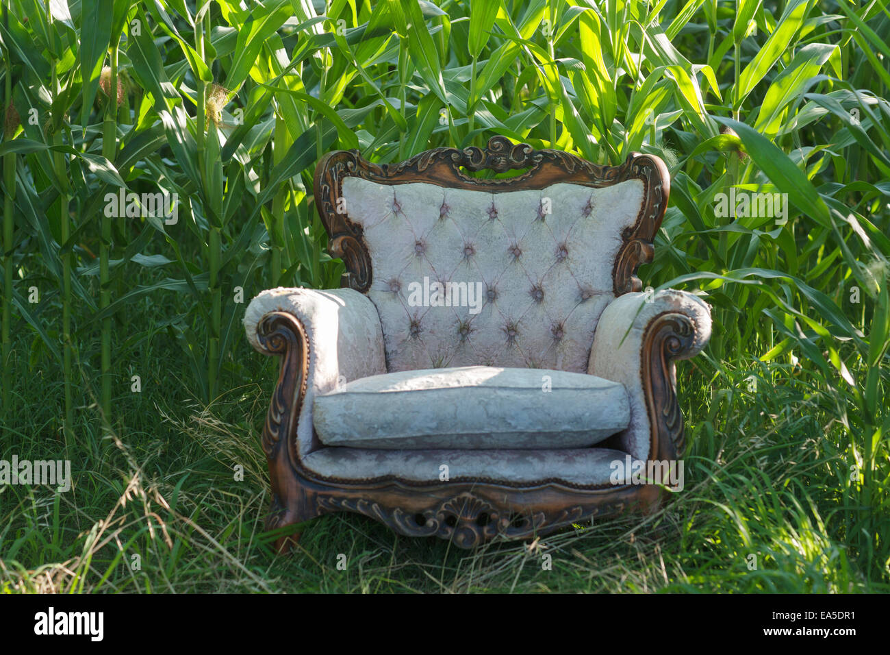 Symbolism wait, old chair in a field of corn abandoned Stock Photo - Alamy