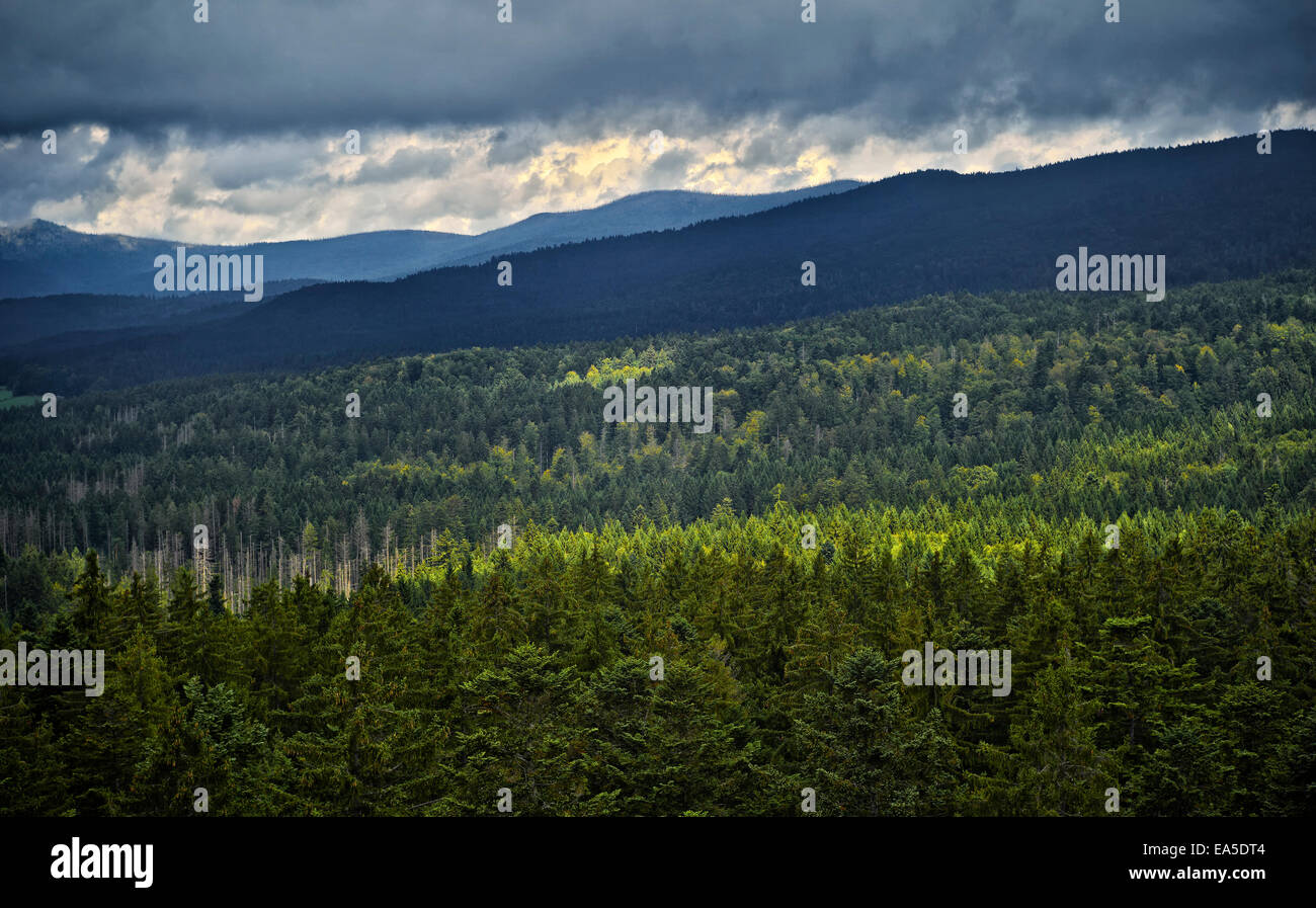 Germany, Bavarian Forest, view from canopy walk in Neuschoenau Stock ...