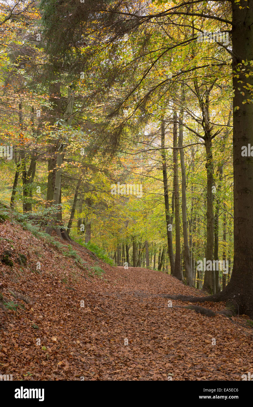 Forest path, Ladybower, Derbyshire, Peak District Stock Photo - Alamy