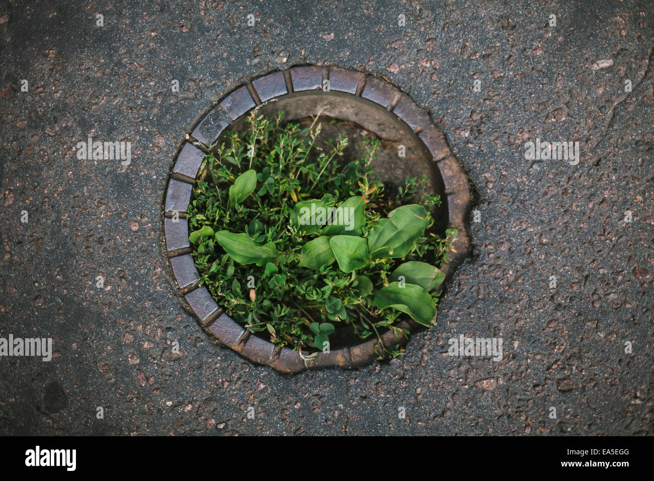 Weed growing out of a gully Stock Photo - Alamy