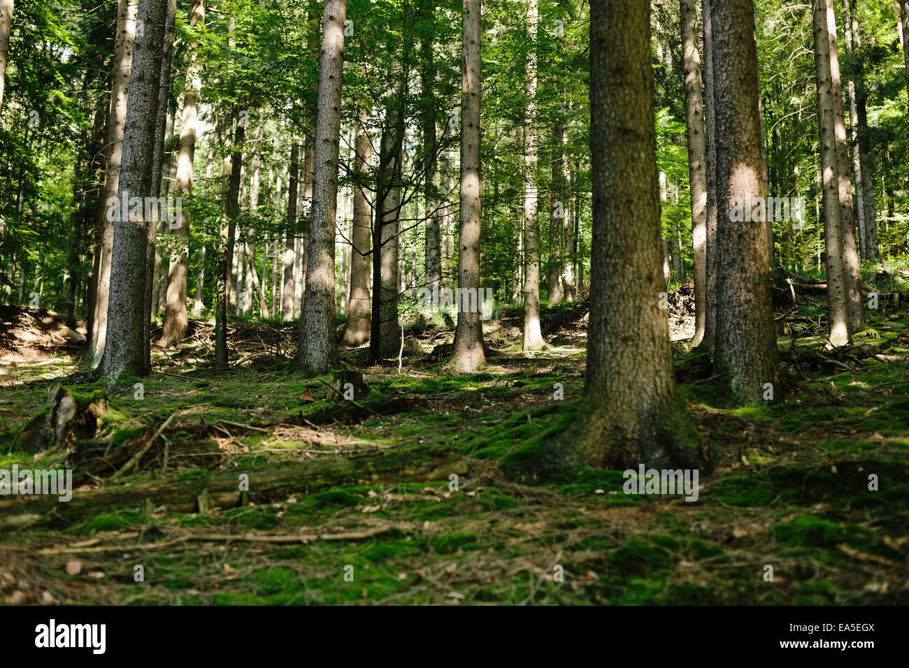Germany, Hesse, Hirschhorn, forest Stock Photo - Alamy