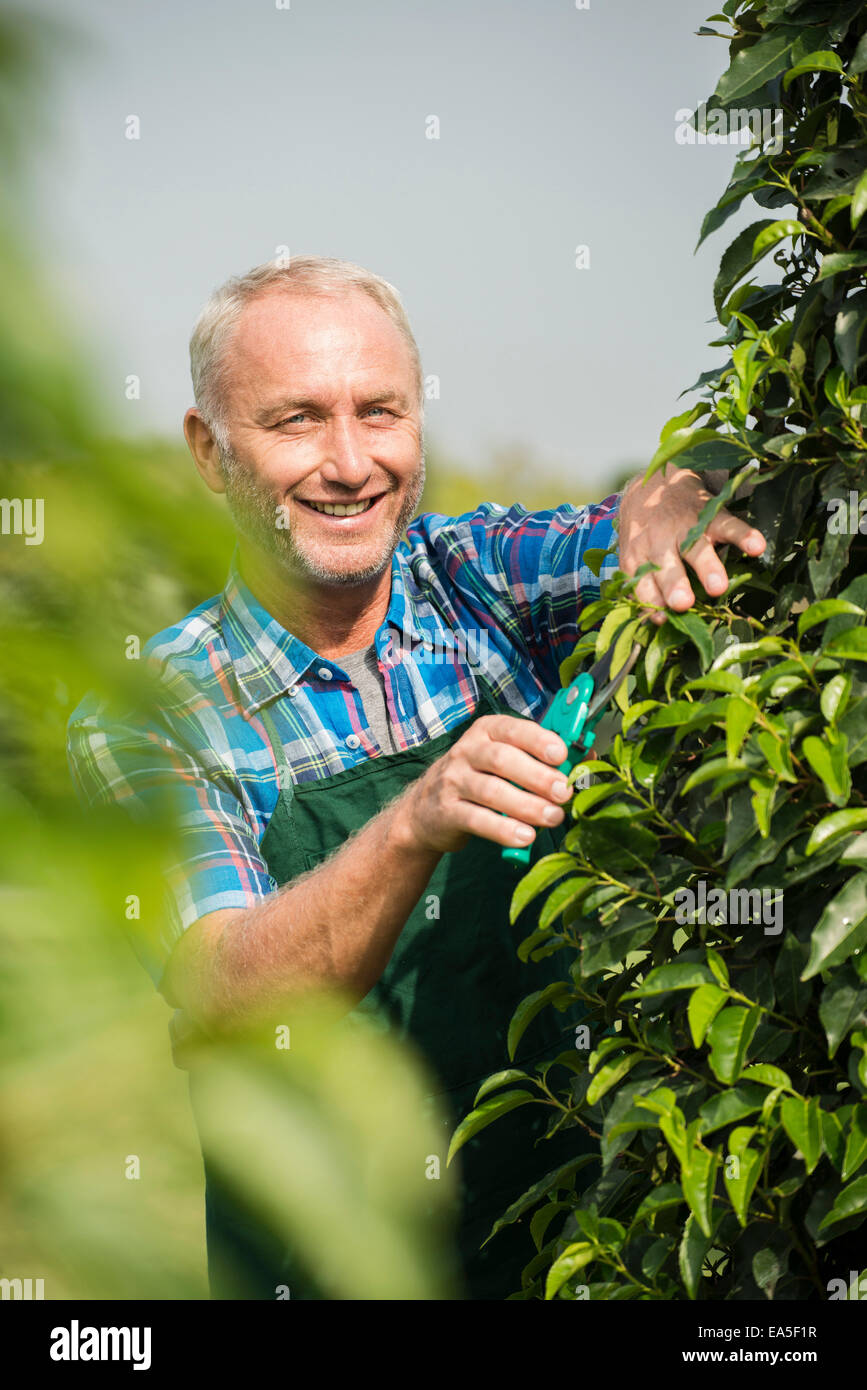 Portrait of smiling gardener pruning plants in a park Stock Photo - Alamy