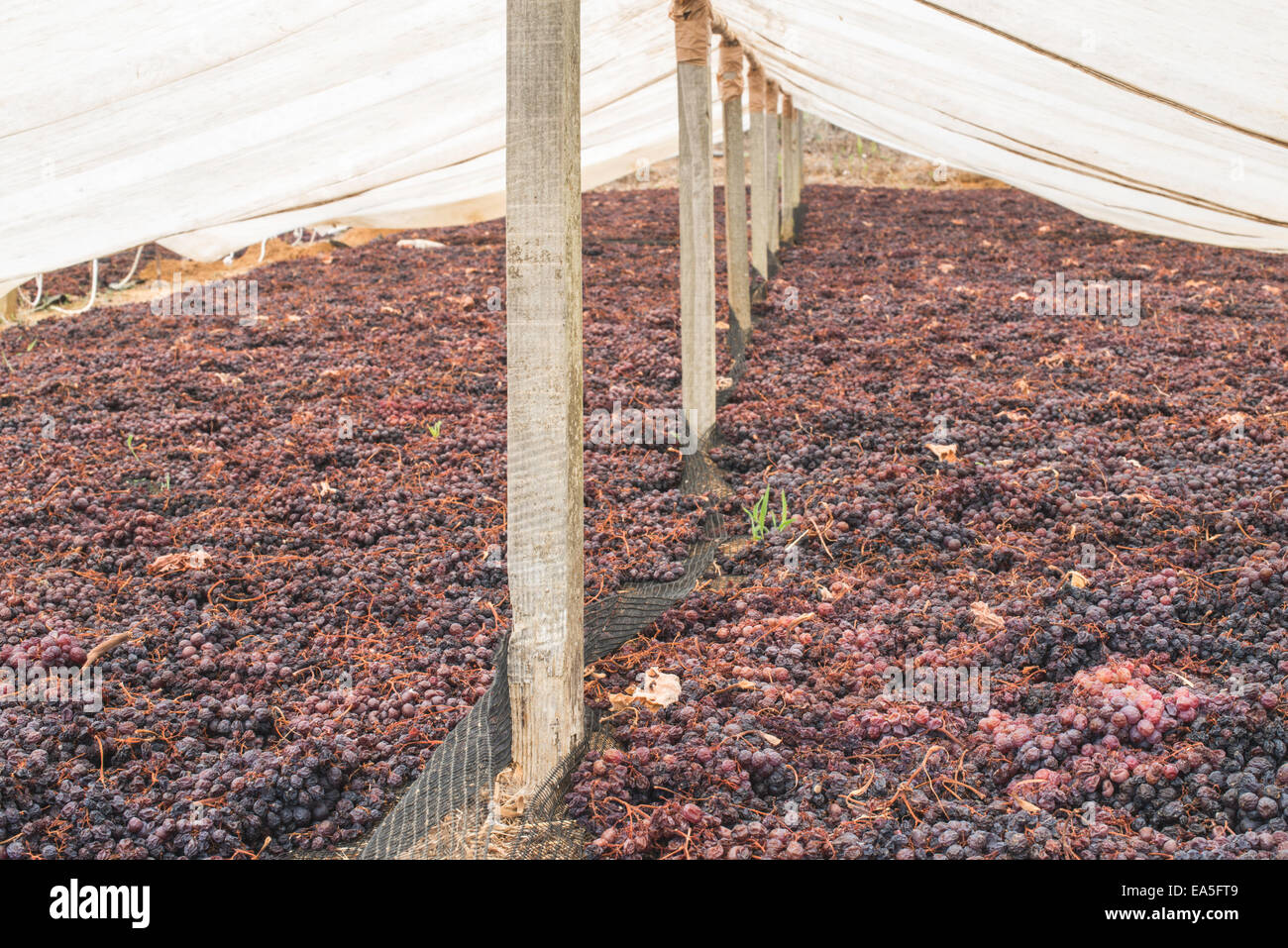 Raisin production process hi-res stock photography and images - Alamy
