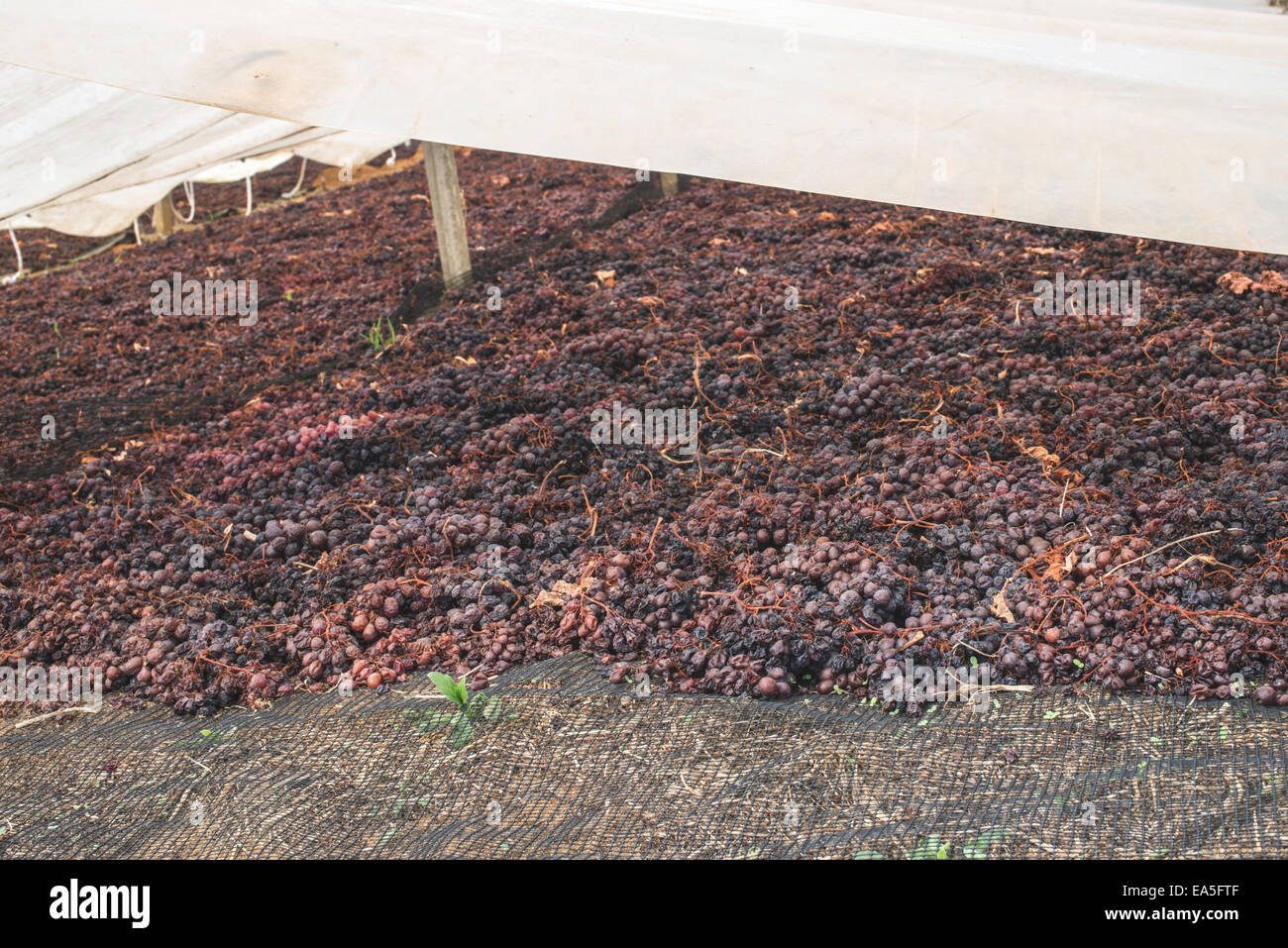 Drying grapes for raisins in the nature Stock Photo - Alamy