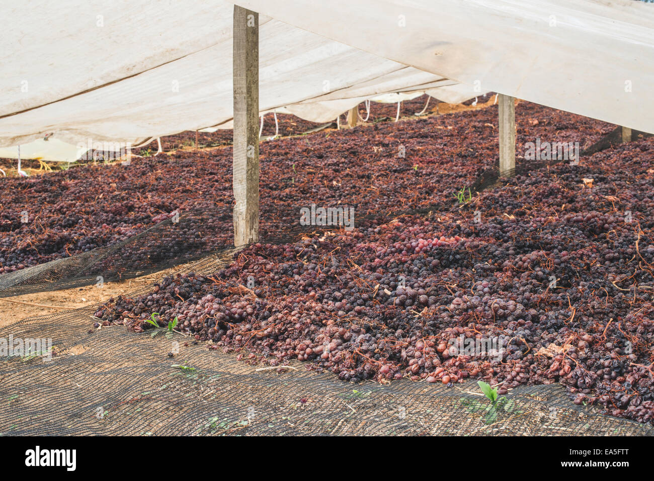 Raisin production process hi-res stock photography and images - Alamy