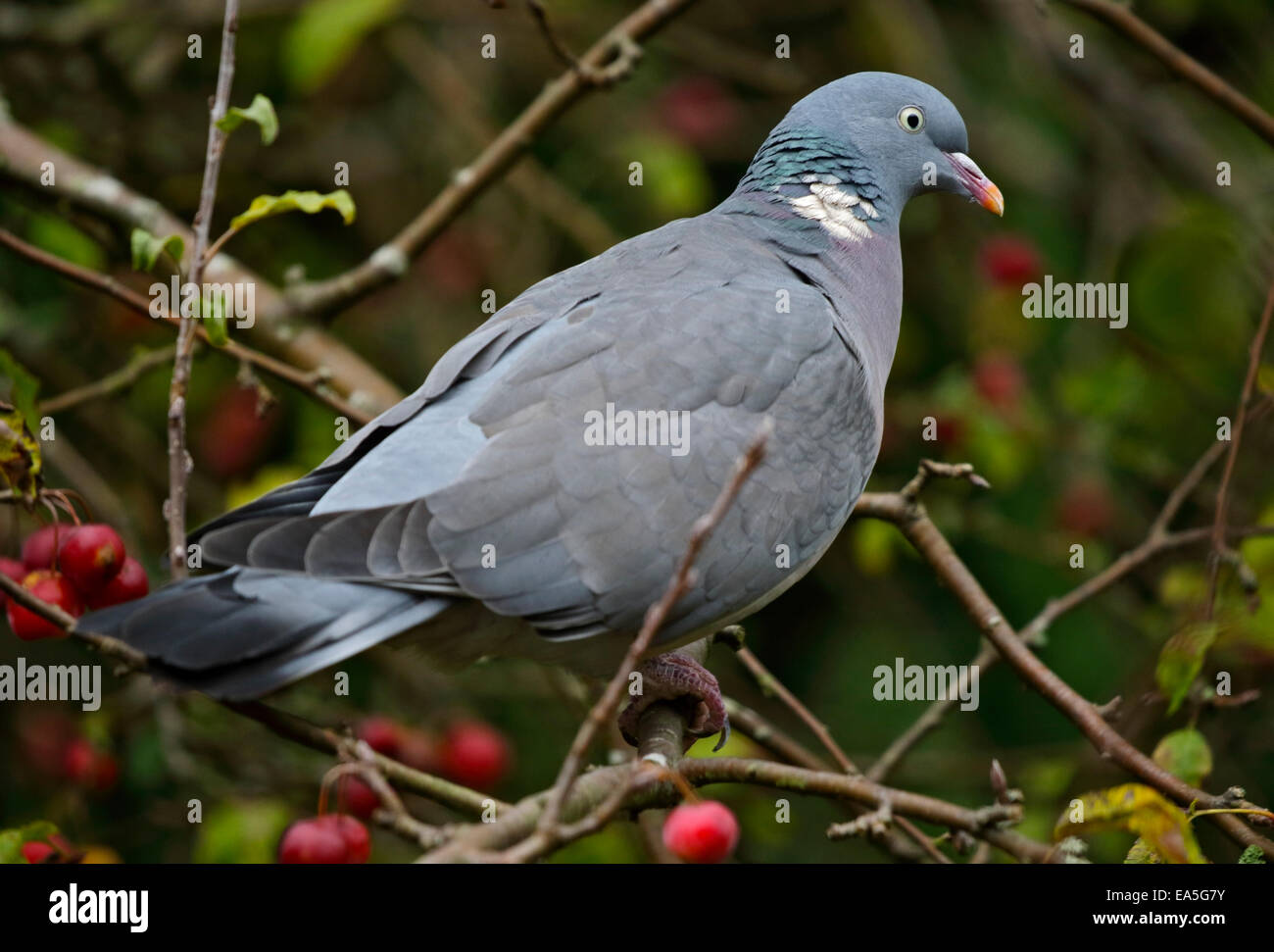 Wood Pigeon (columba palambus), UK Stock Photo - Alamy