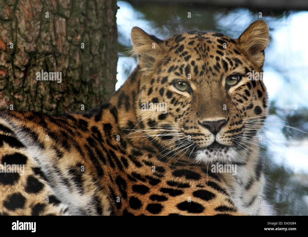 Female Amur Leopard (panthera pardus orientalis) Kaia at Marwell ...