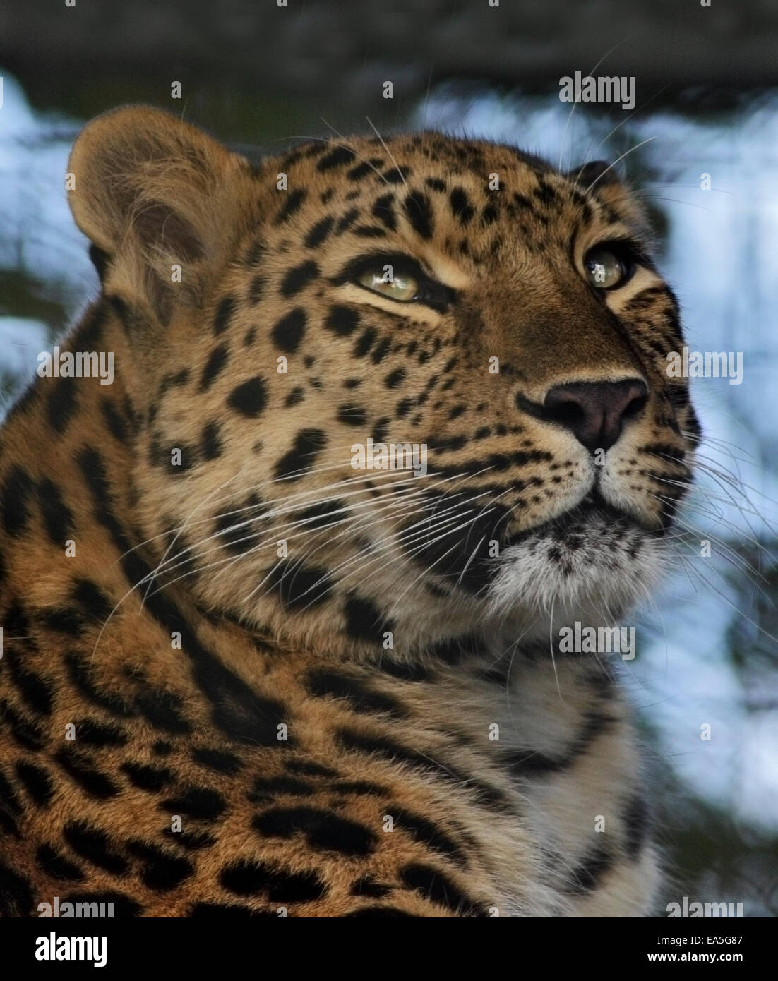 Female Amur Leopard (panthera pardus orientalis) Kaia at Marwell ...