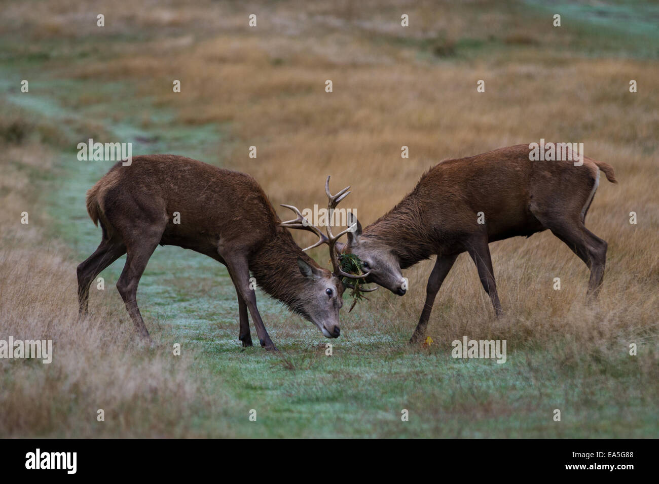 Red Deer Fighting during Rutting Season in Autumn / Fall Stock Photo ...