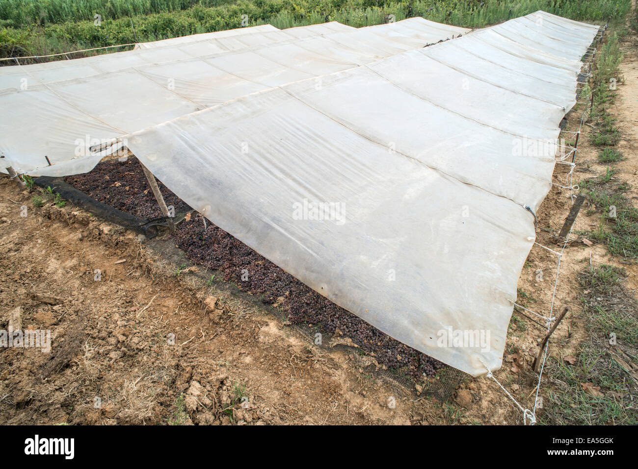 Raisin production process hi-res stock photography and images - Alamy