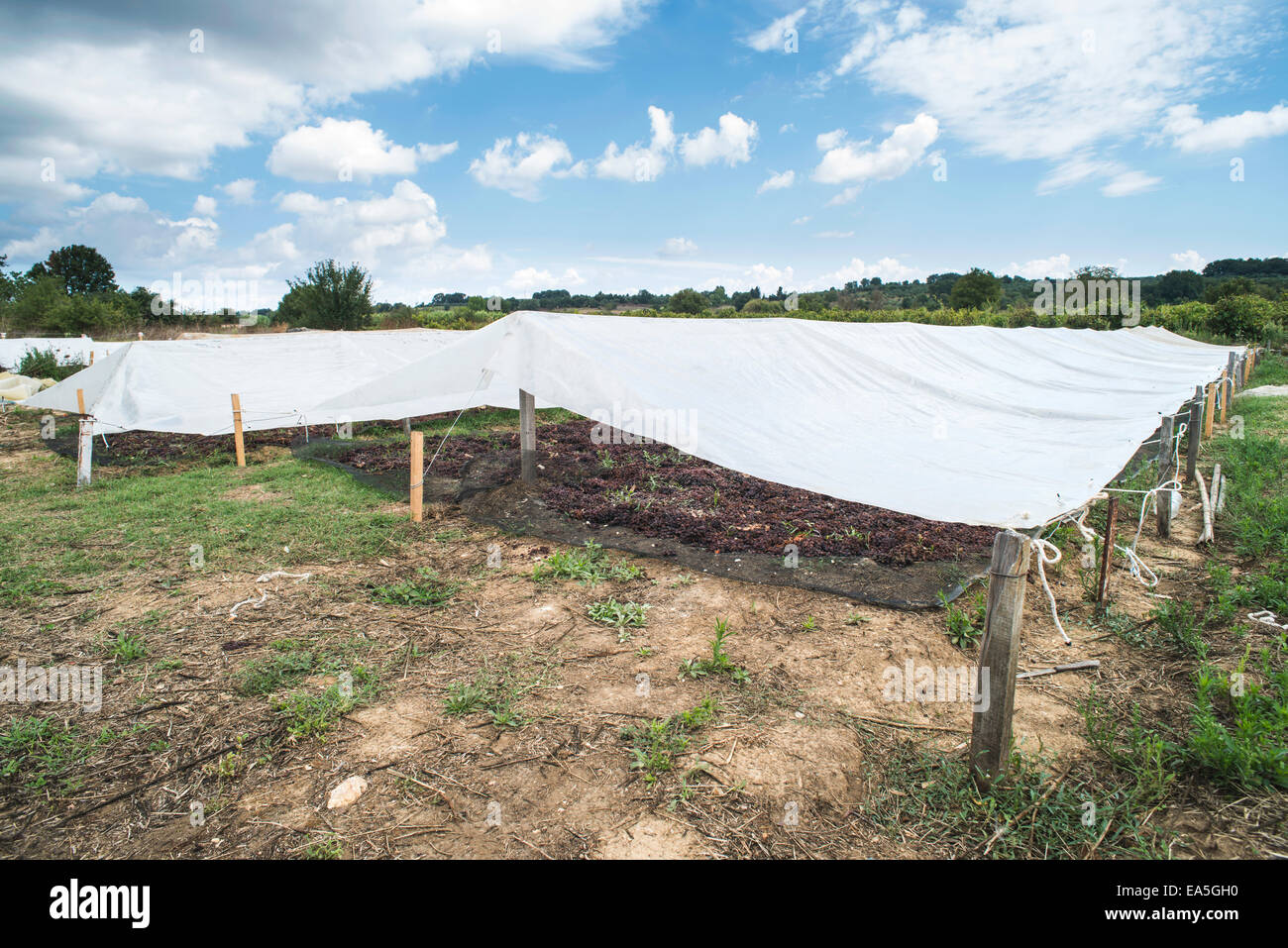 Grapes drying hi-res stock photography and images - Alamy