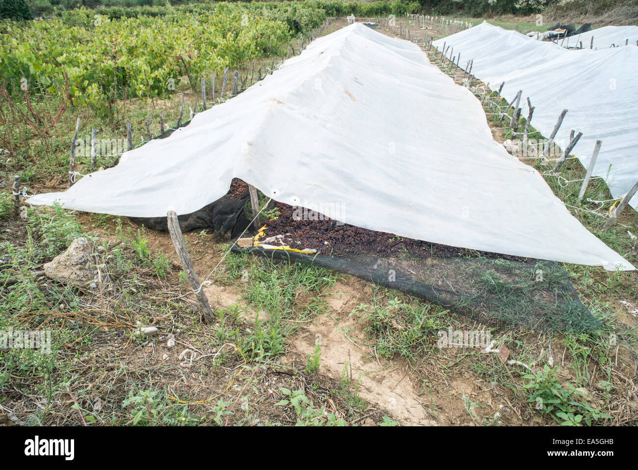 Raisin production process hi-res stock photography and images - Alamy