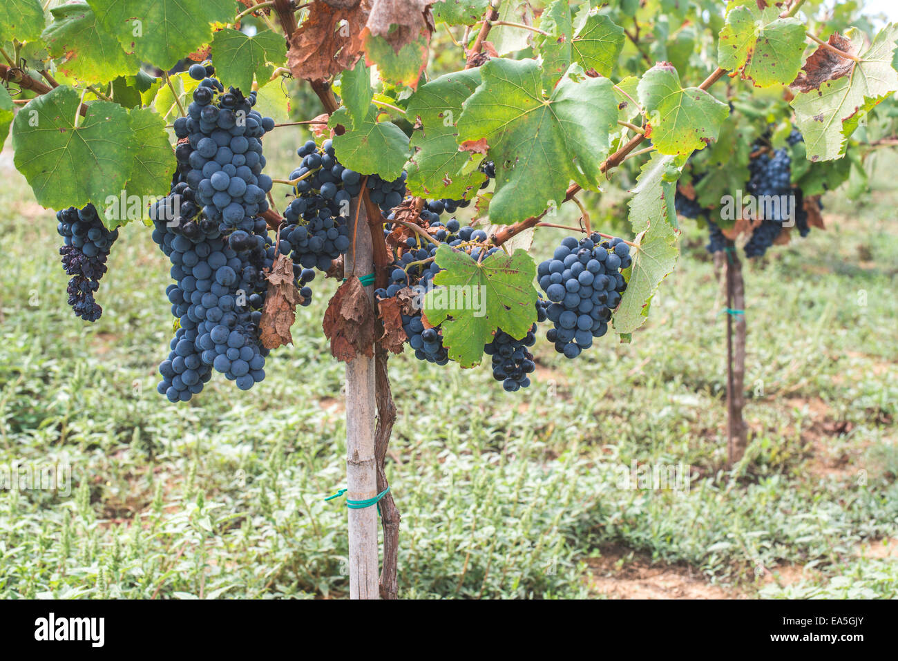 Blue grapes in the array Stock Photo - Alamy
