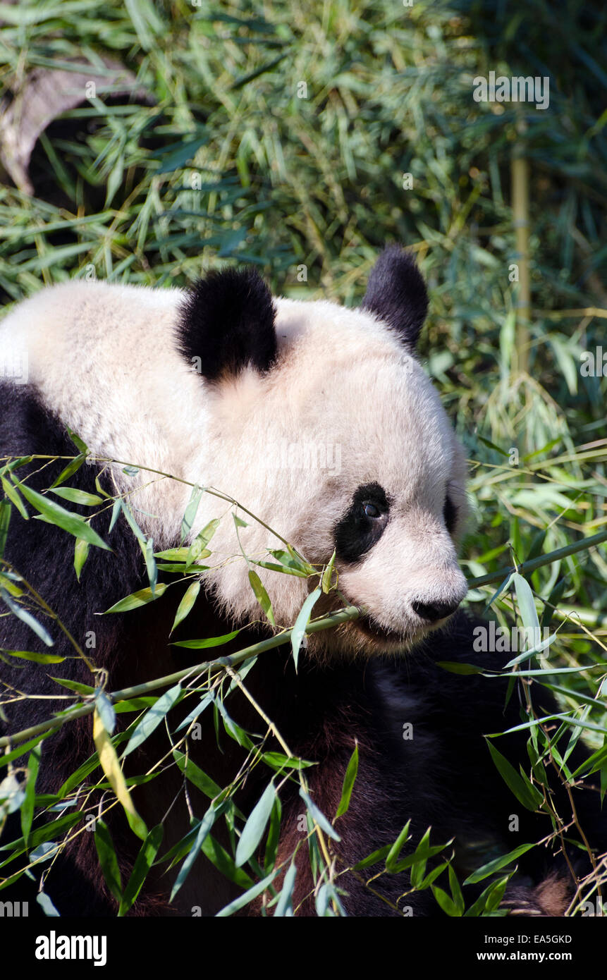 Panda vienna zoo hi-res stock photography and images - Alamy