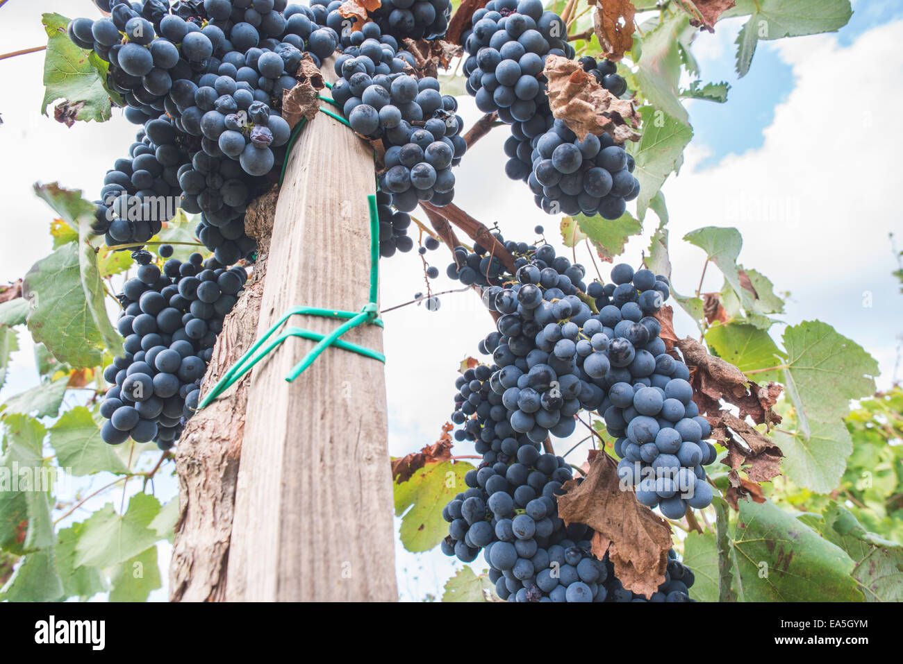 Blue grapes in the array Stock Photo - Alamy