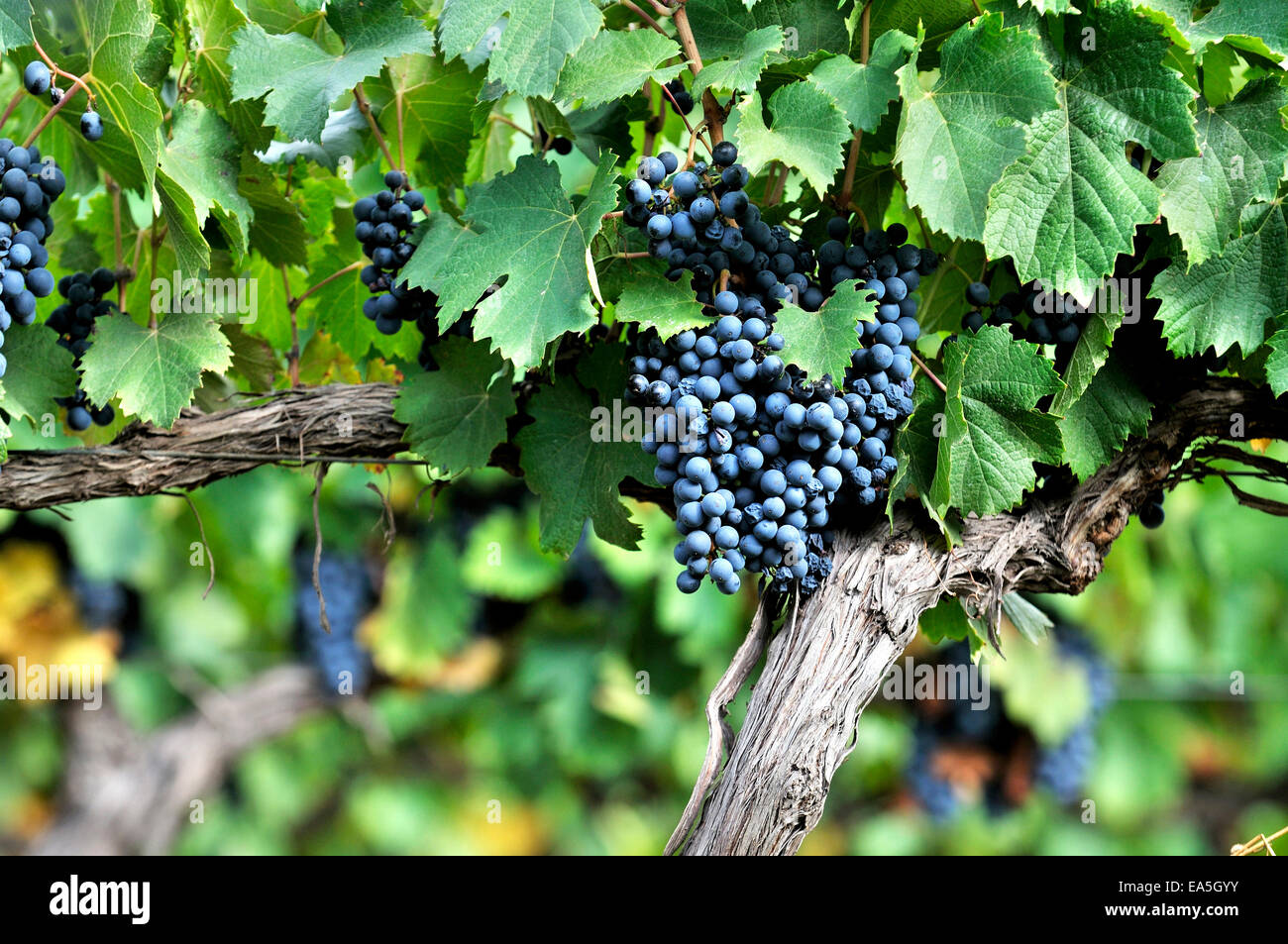 Argentina, Mendoza Province, Maipu, grape variety Malbec vine Stock ...