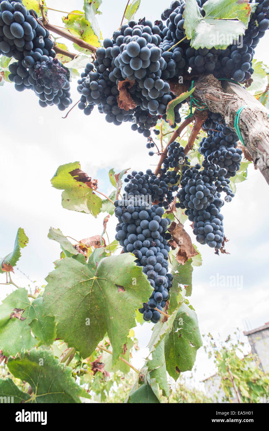 Blue grapes in the array Stock Photo - Alamy