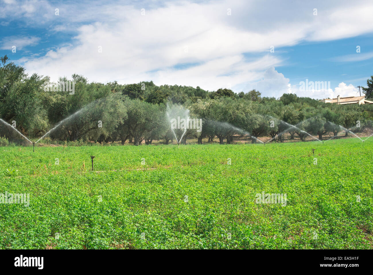 Modern irrigation system watering grass hi-res stock photography and ...