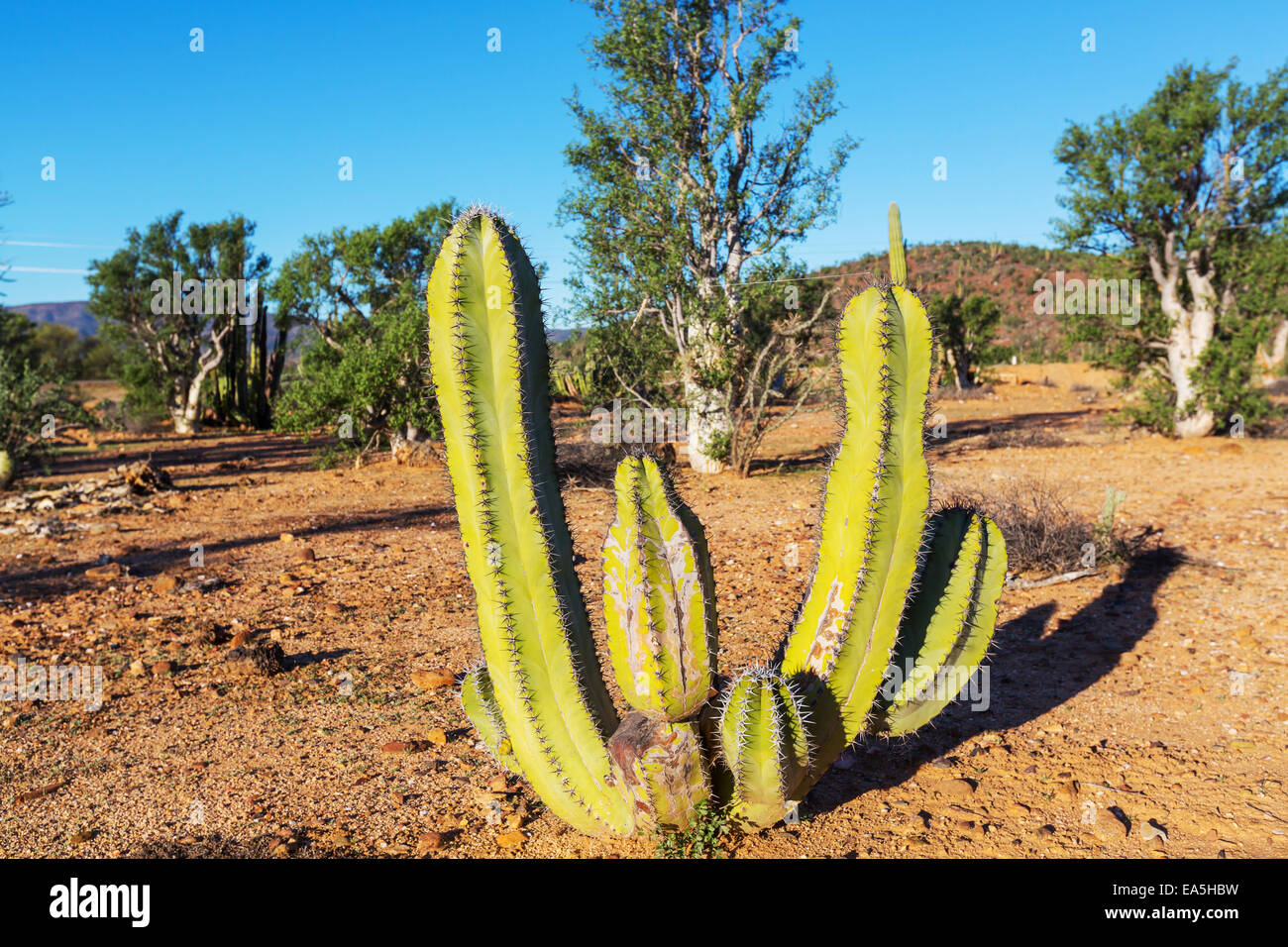 Cactus in Mexico Stock Photo - Alamy