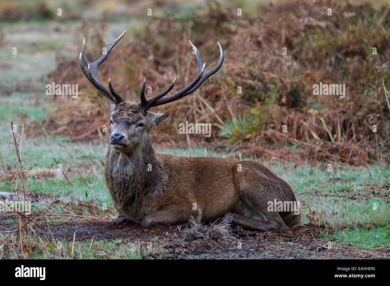Red Stag sitting in meadow Stock Photo - Alamy