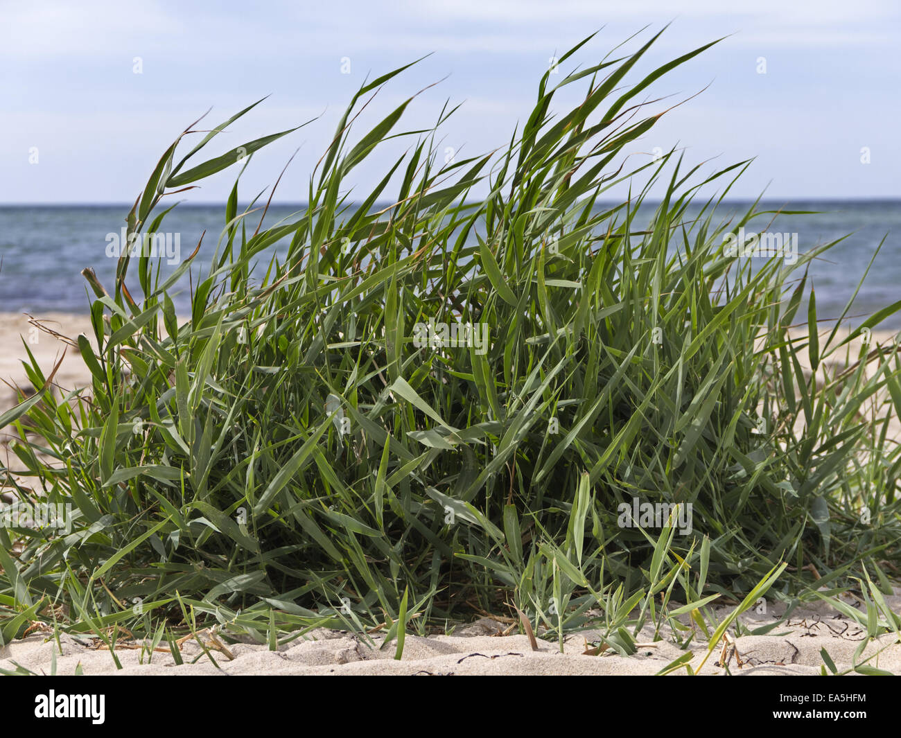 Marram landschaft hi-res stock photography and images - Alamy