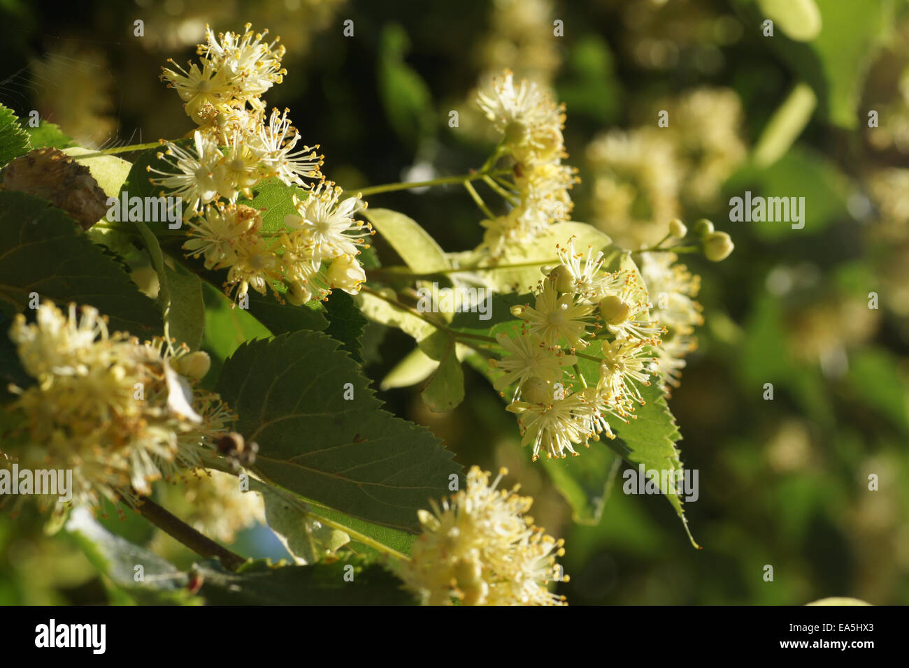 Smallleaved hi-res stock photography and images - Alamy
