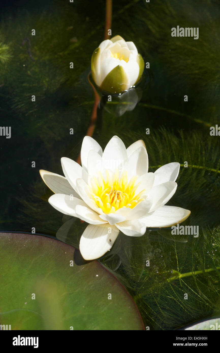 Dwarf waterlily hi-res stock photography and images - Alamy