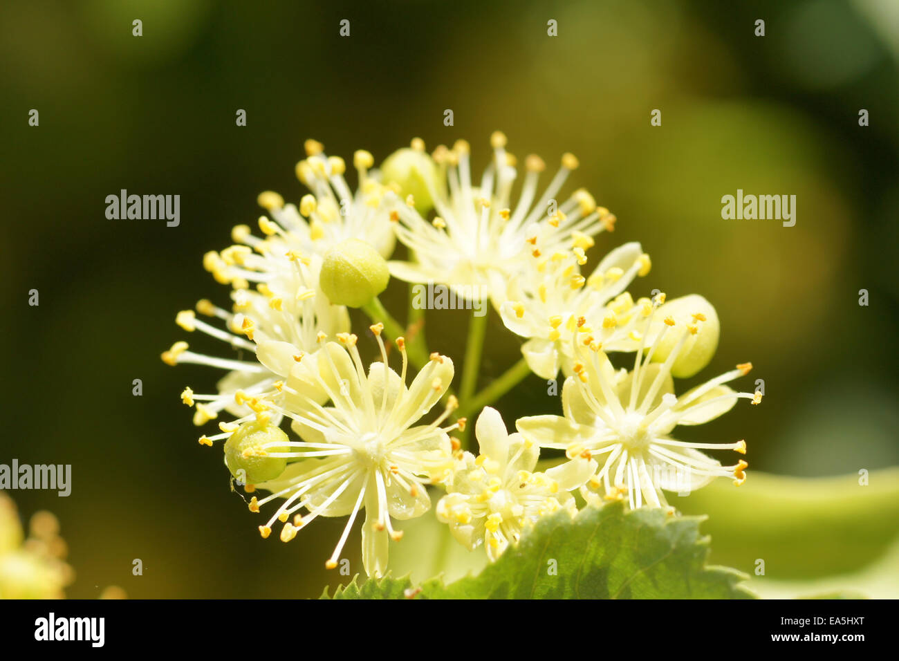 Smallleaved hi-res stock photography and images - Alamy