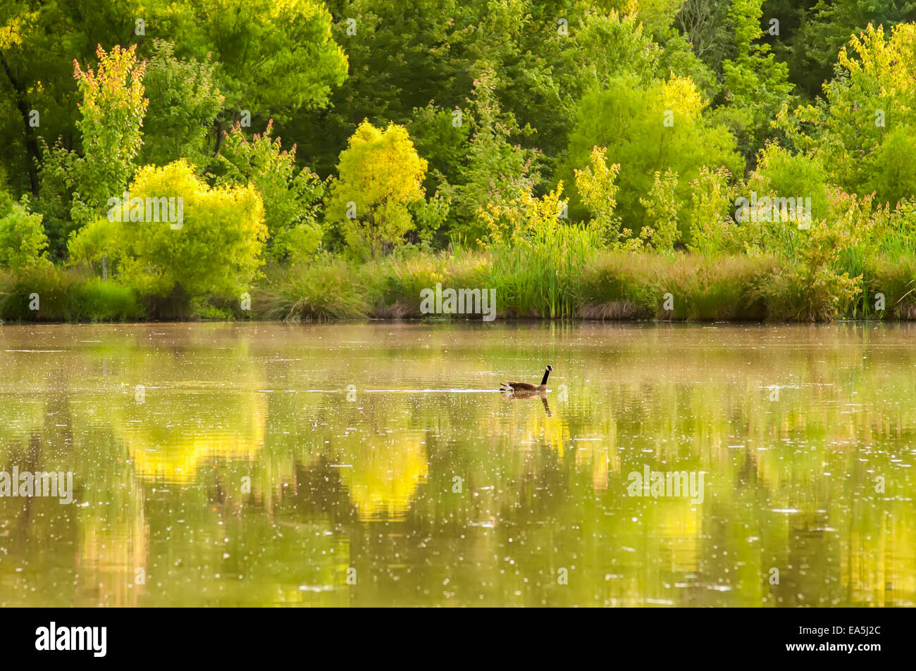 Grey goose mountains hi-res stock photography and images - Alamy