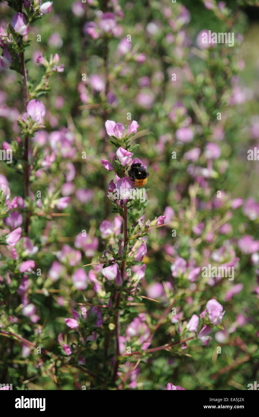 Spiny restharrow hi-res stock photography and images - Alamy