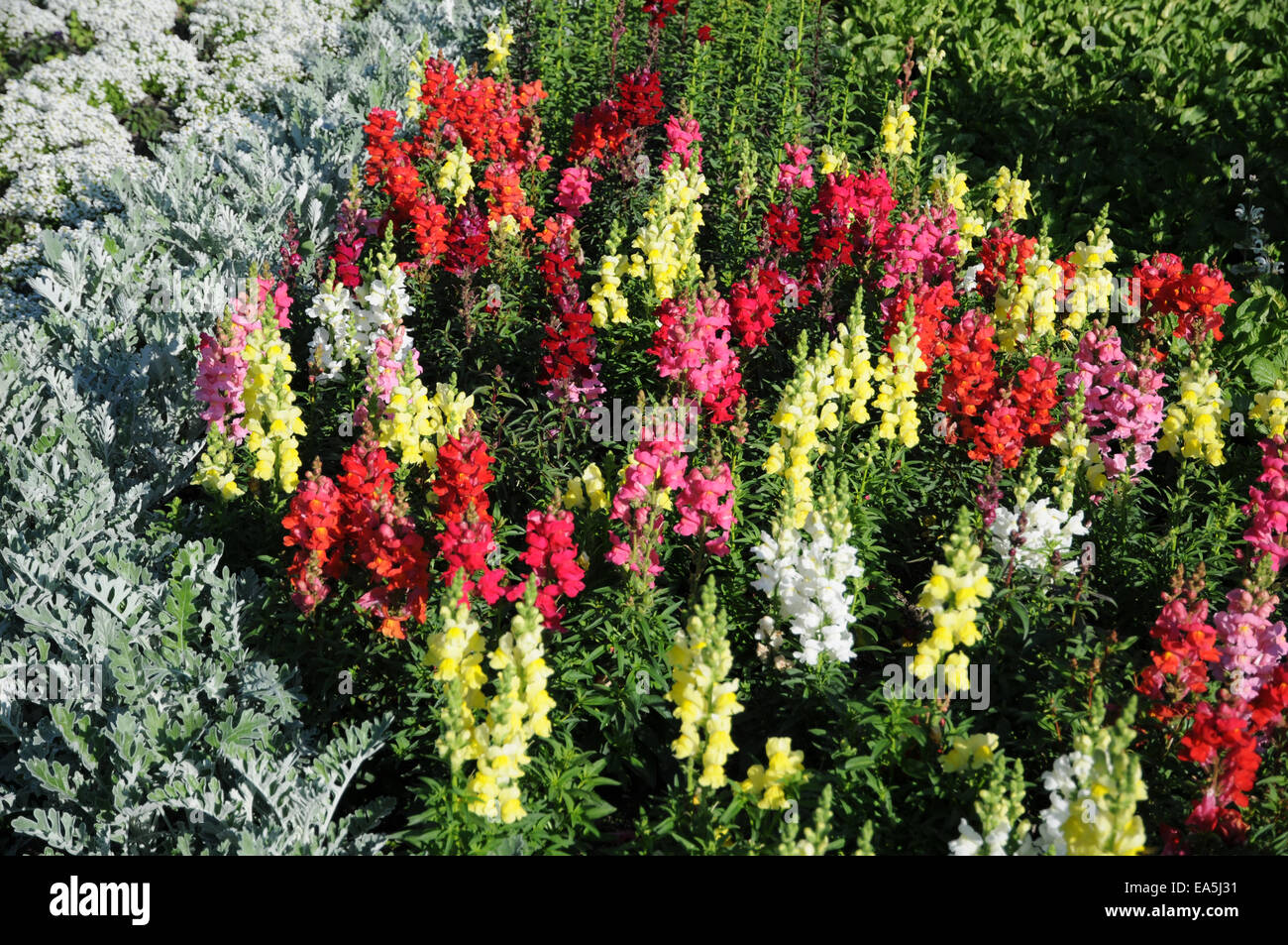Snapdragon Stock Photo - Alamy