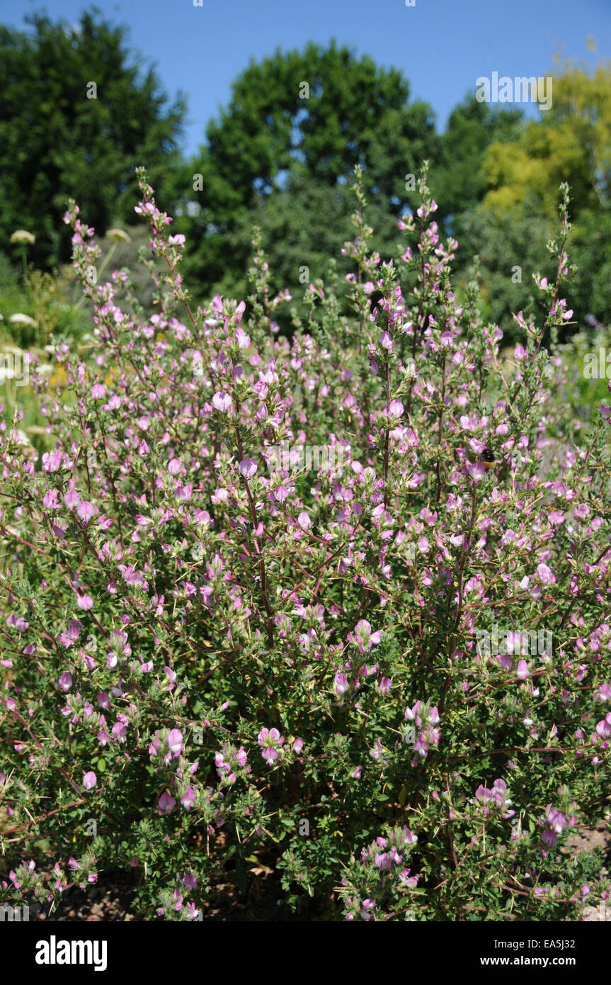 Spiny restharrow hi-res stock photography and images - Alamy